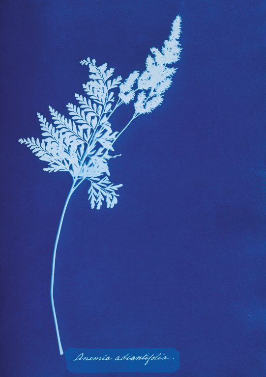 The cameraless images of Anna Atkins