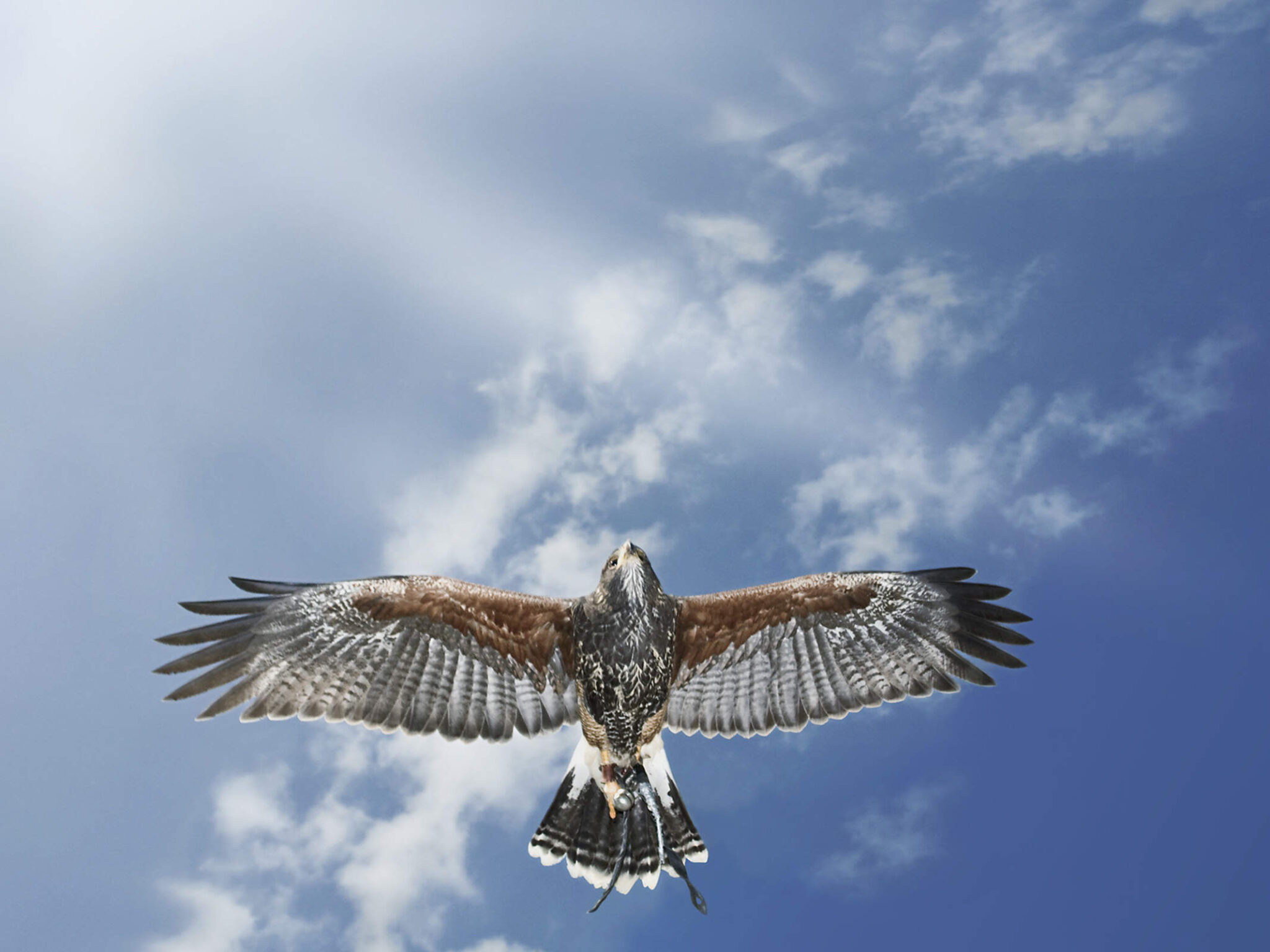 Hawk eyed: how to write about birds of prey