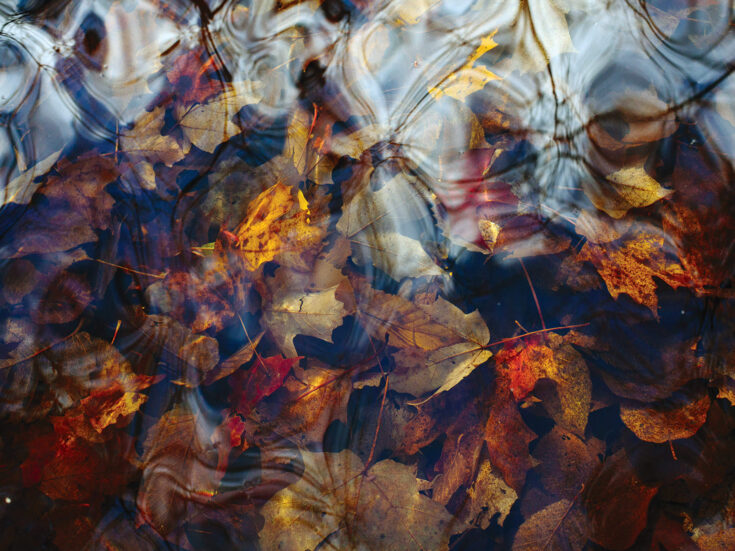 The dark, ripe smell of a summerâ?Ts end