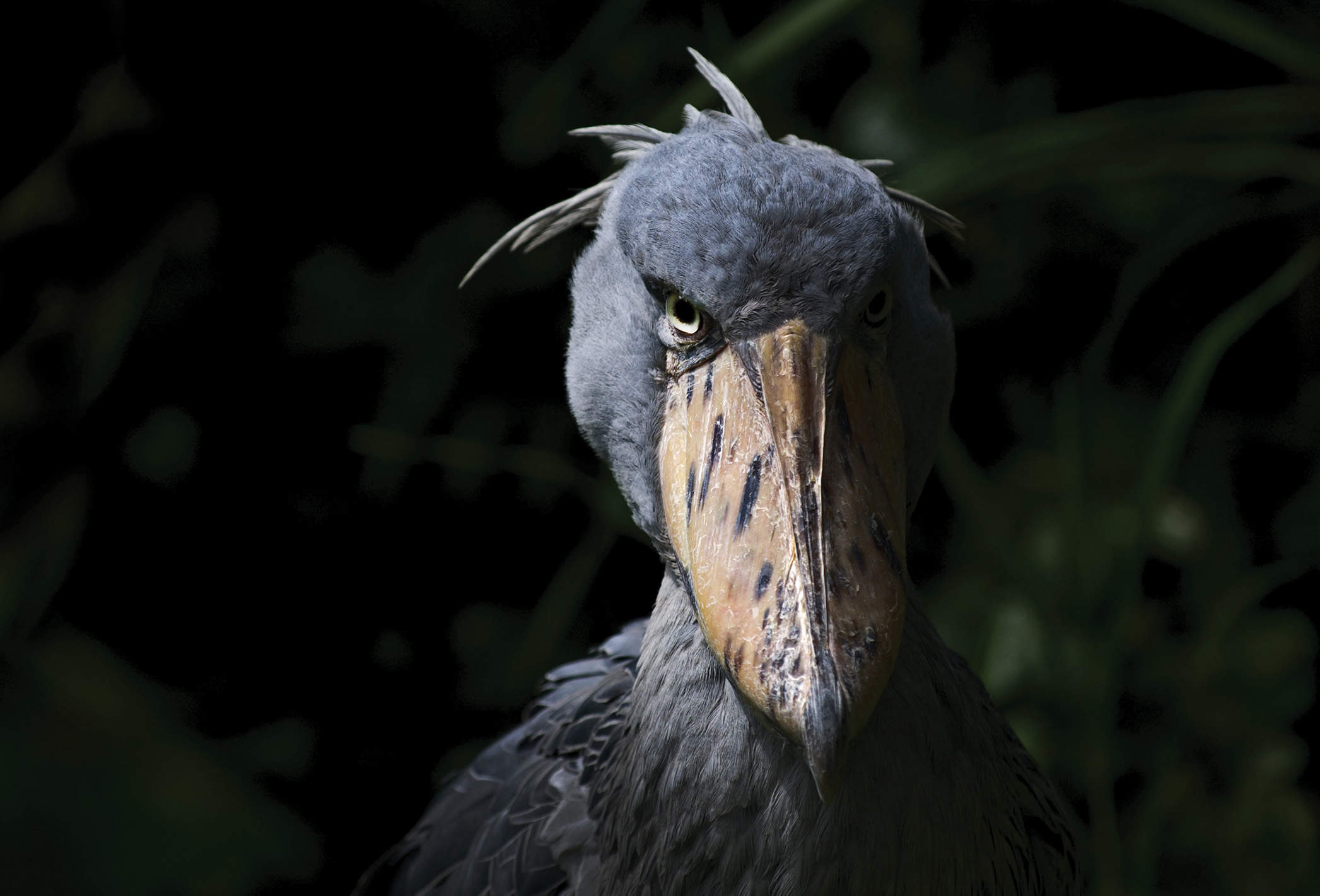 Title: The Fierce Bond of the Shoebill: A Legacy of Silence, Power, and ...