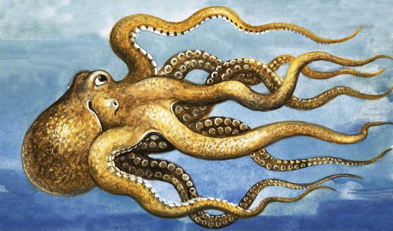 Redeeming the Octopus - the most remarkable creature of our nightmares