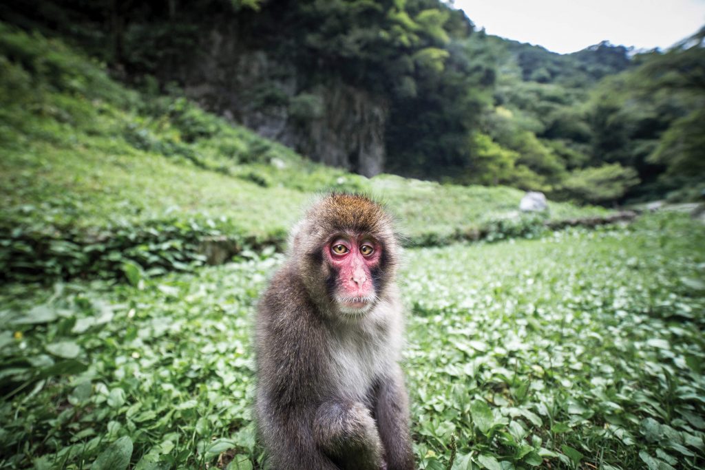 What do animals really think of us?