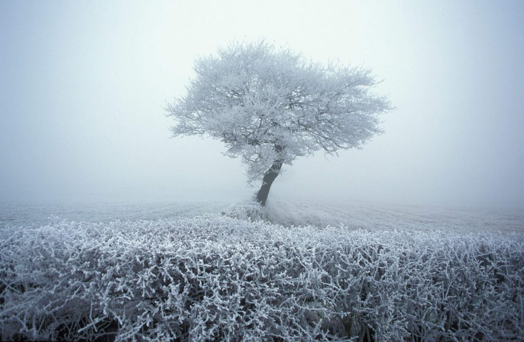 A time to break down, and a time to build: the beauty of midwinter