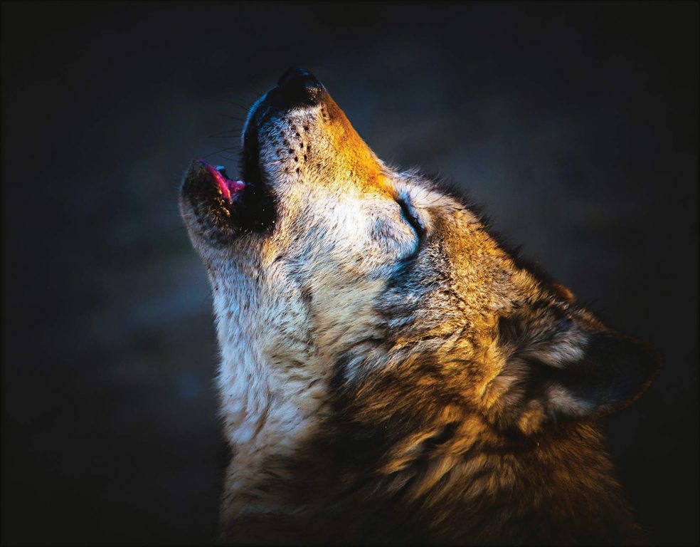 The company of wolves: hunting an ancient predator in the Paris ...