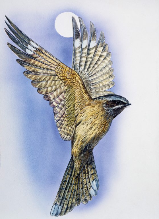 Glimpses of the elusive nightjar