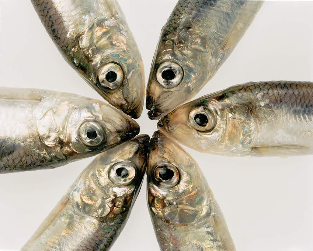 How five humble fish transformed the British Isles