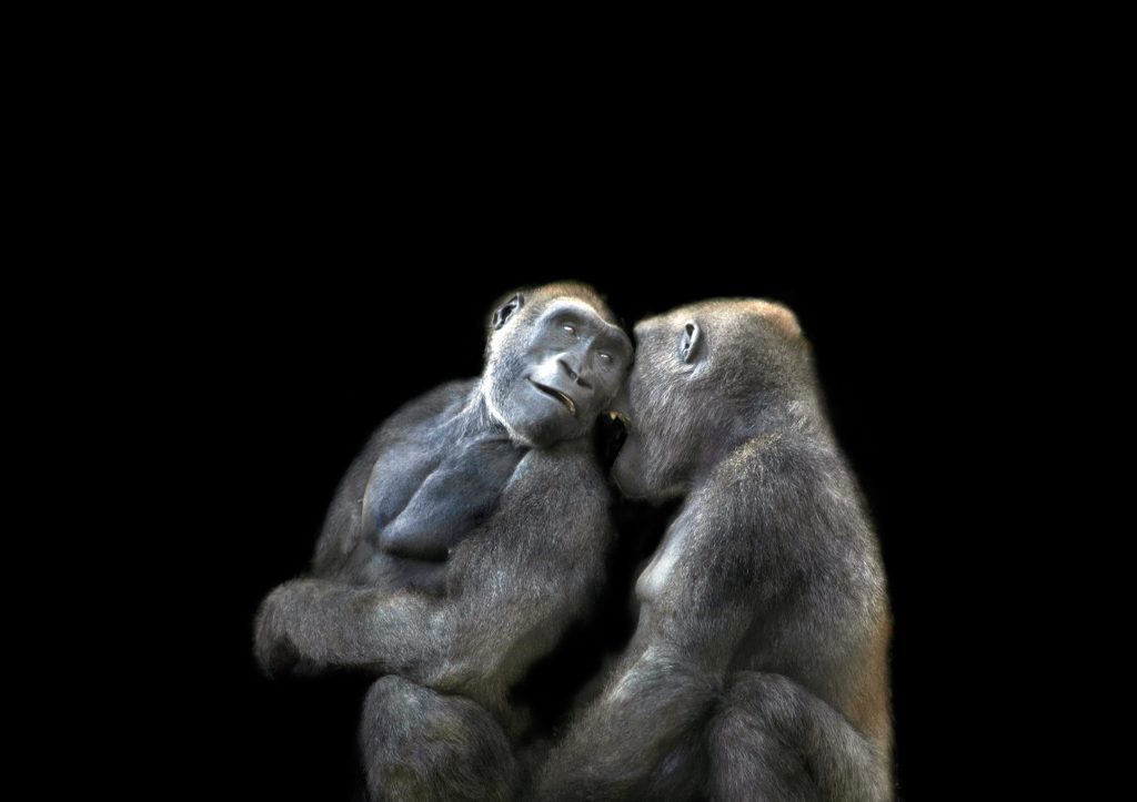 How animals feel: the complexity of non-human emotions