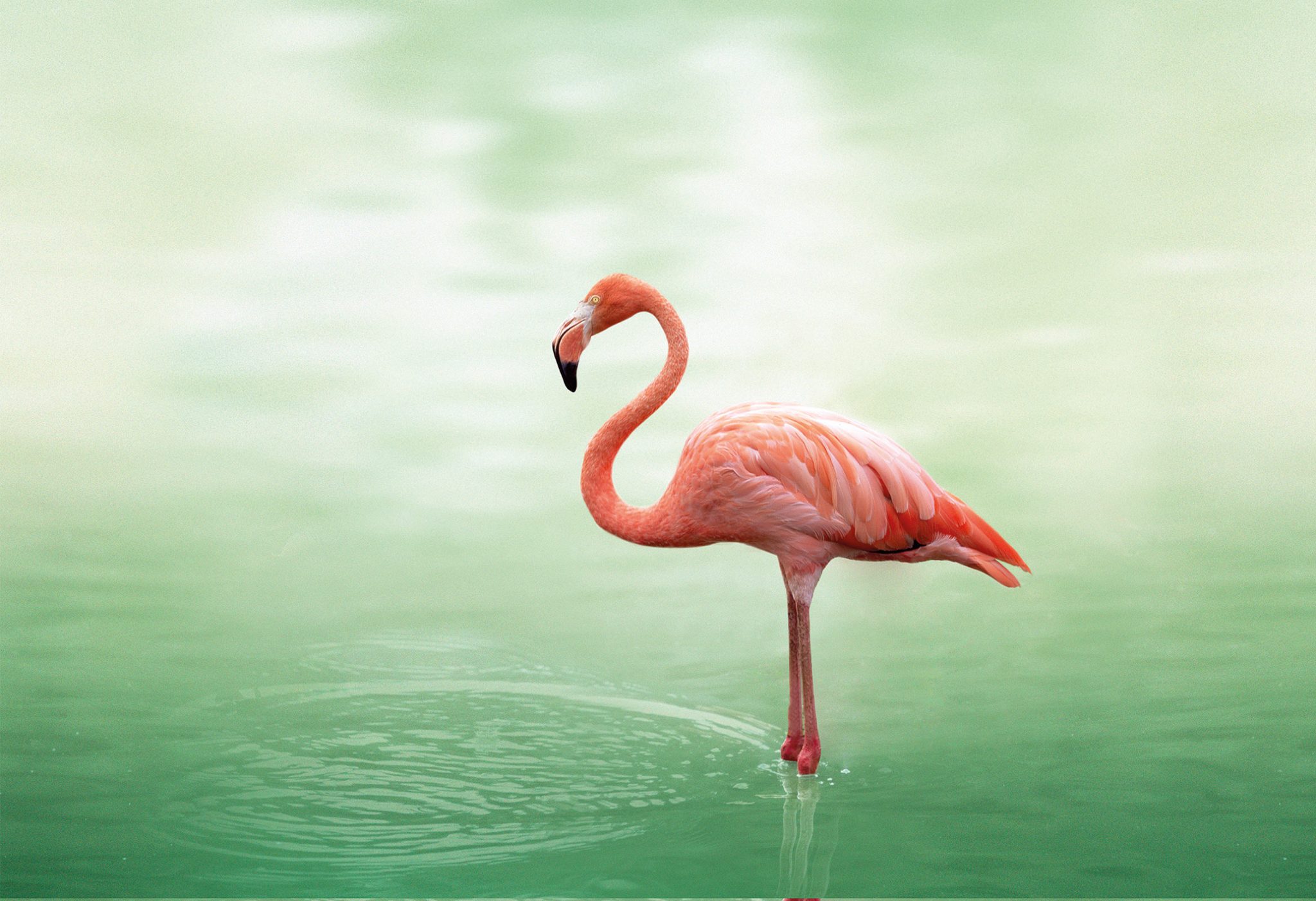 Iâ?Tve always loved flamingos, but had no idea they were once found in ...