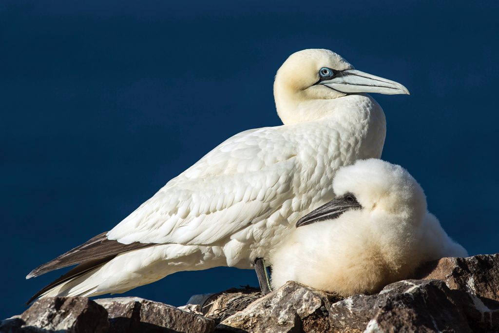 â?oSomewhere between rotten leather and fishy beefâ??: the rare ...