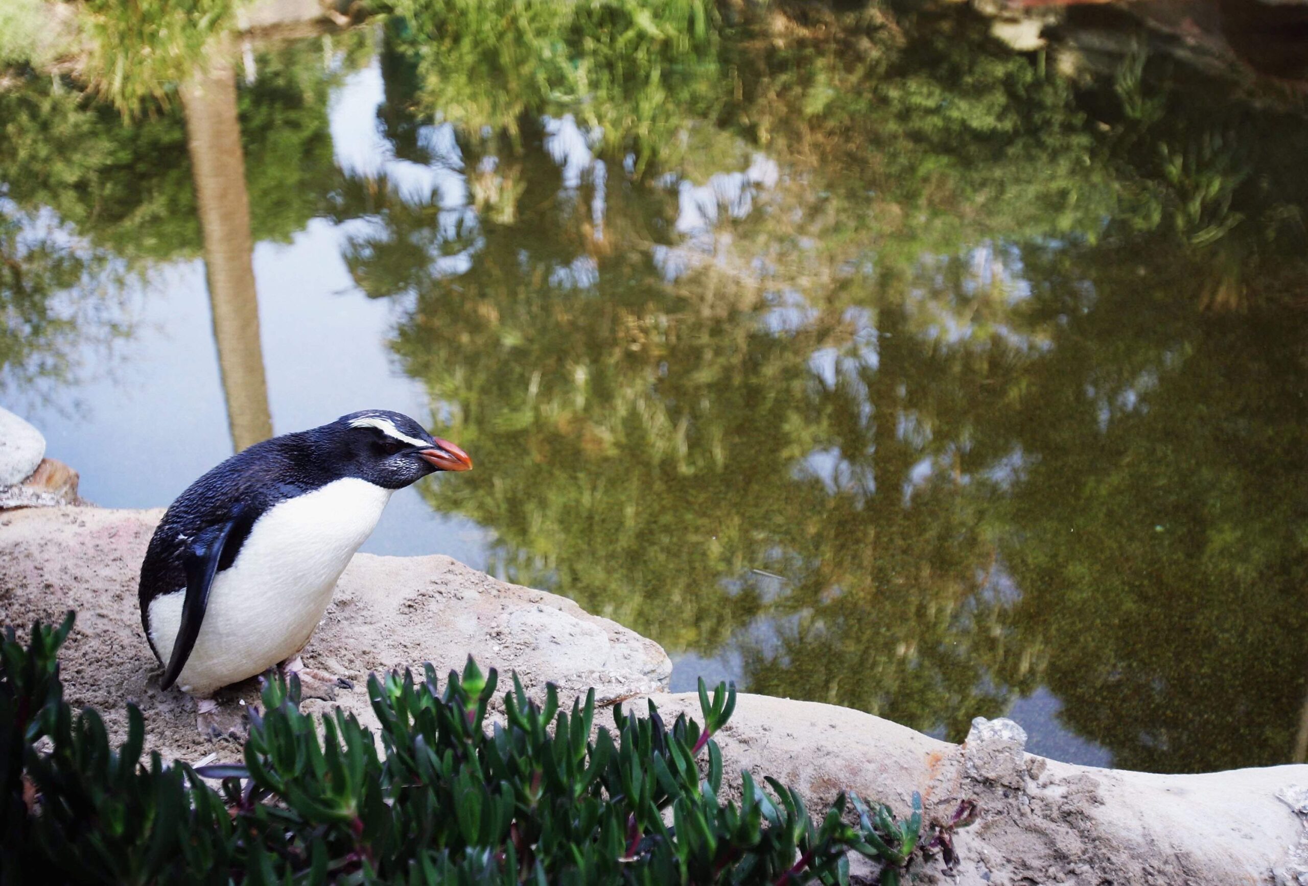 Two new poems by Clive James