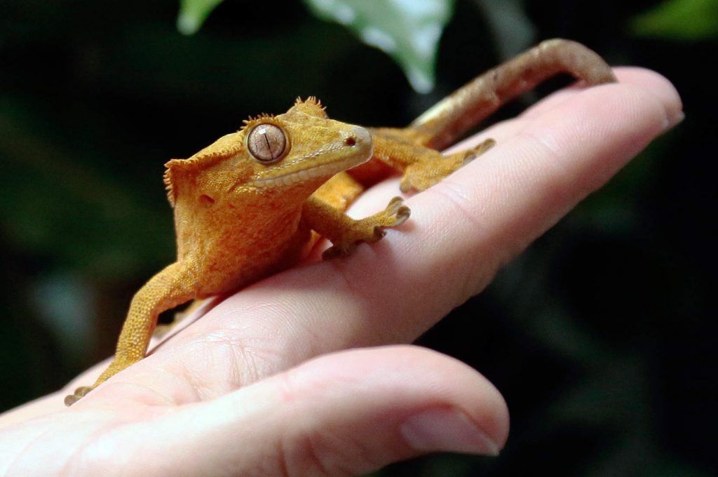 From sticky feet to a sticky situation: what humans can learn from geckos