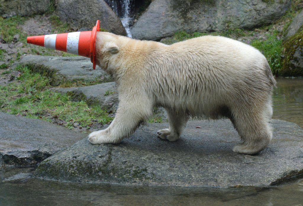 This England: The cones hotline