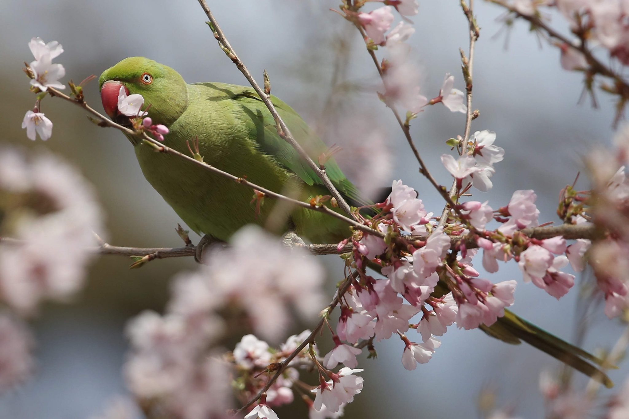 Ringnecks over Ramsgate: where did Britainâ?Ts parrots come from?