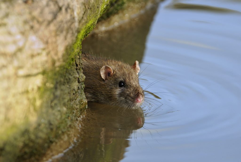 Itâ?Ts a boom time for rats, as those of us who live on boats already know