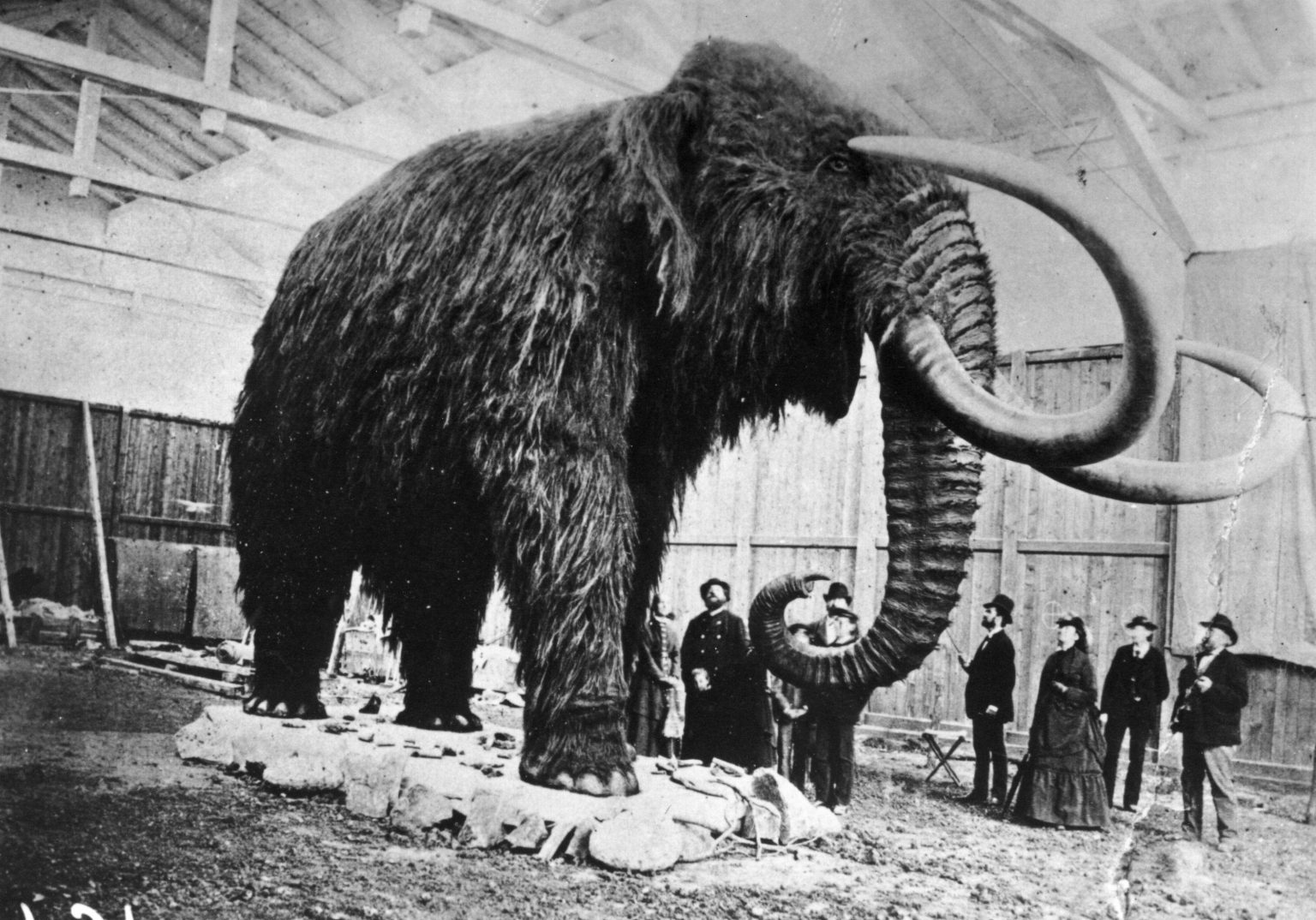 What really happened during the final days of the woolly mammoths?