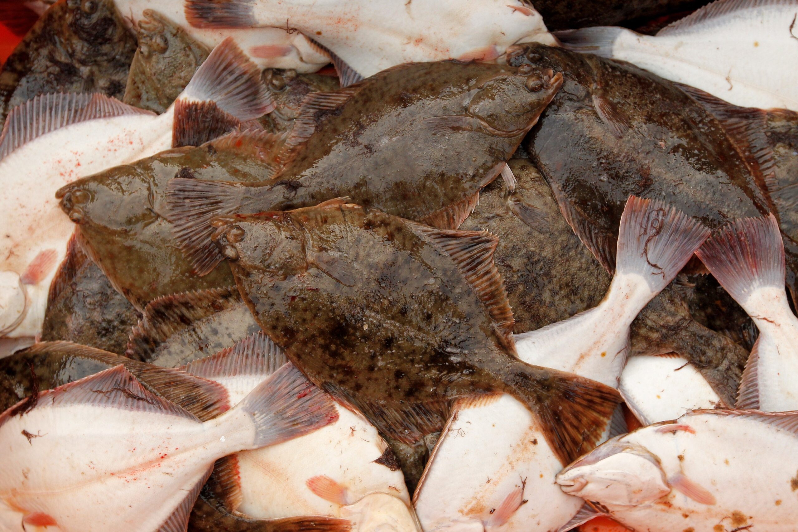 From the NS archive: The harvest of the sea - New Statesman