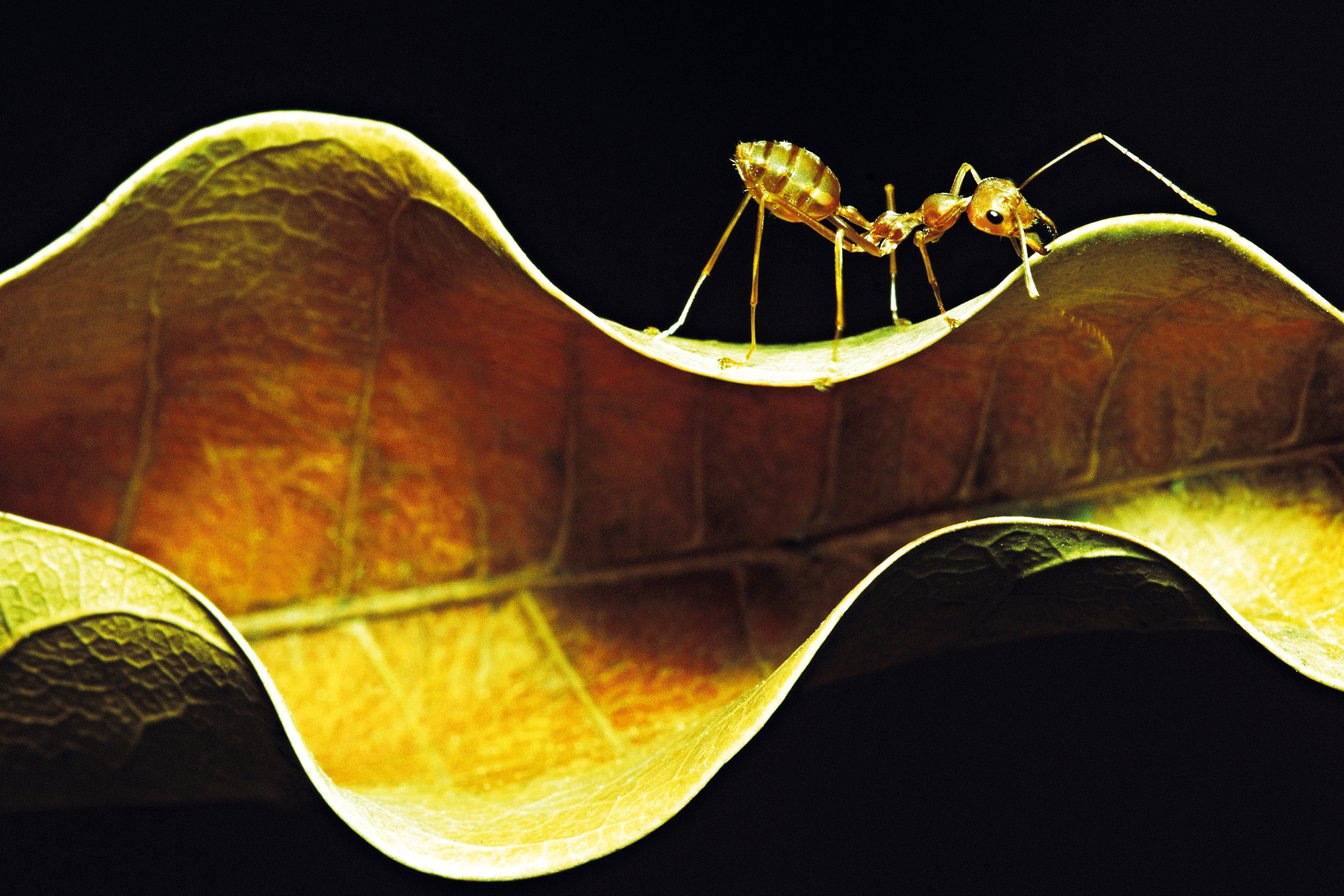 Mankind’s inner ant: why humans swarm together - New Statesman