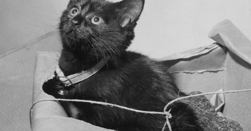 Are cats solid or liquid? 13 of the best winners of the Ig Nobel prize ...