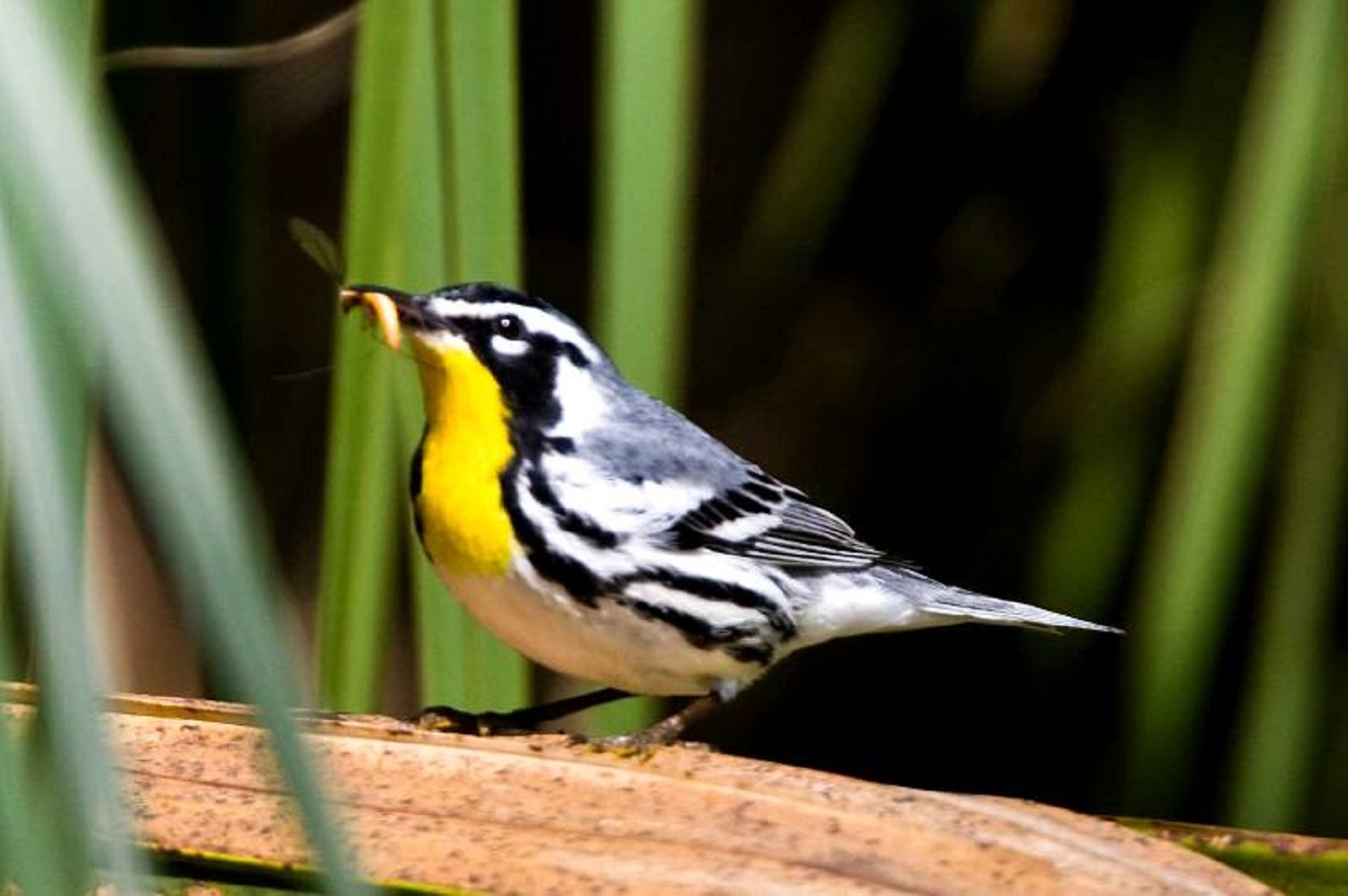 Matthew Stadlen’s Notebook: back on the festival circuit - New Statesman