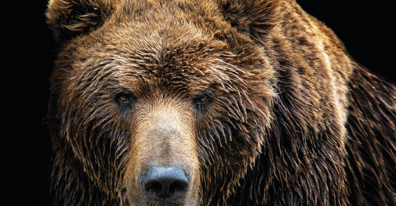 How are animals adapting to climate change? - New Statesman