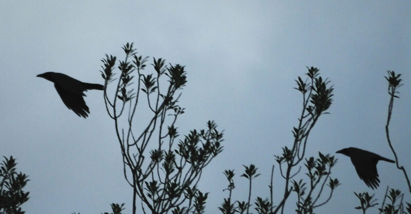 The NS Poem: Transfiguration by Rebecca Tamás - New Statesman