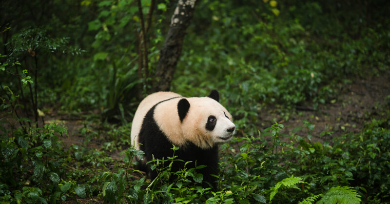 Save the planet by saving the pandas - New Statesman