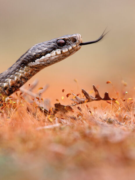 What the adder means - New Statesman