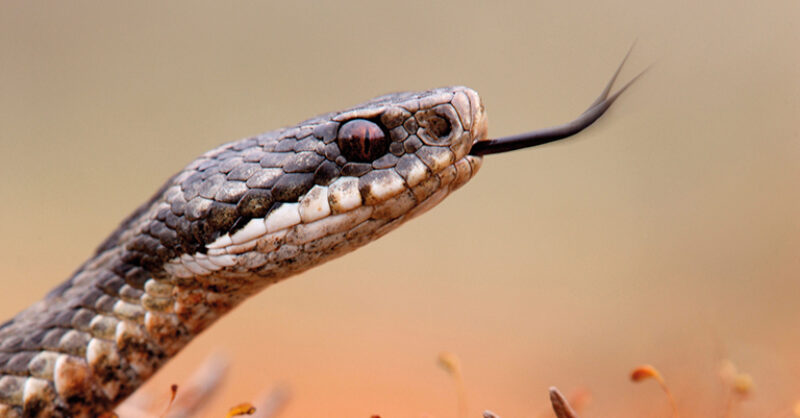 What the adder means - New Statesman