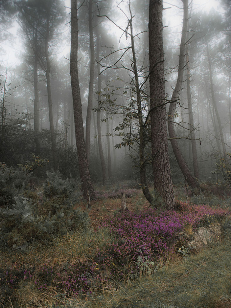 The secrets of the heath - New Statesman