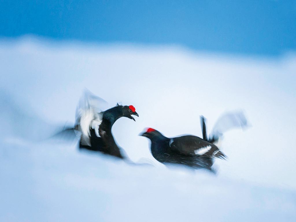 Books - New Statesman