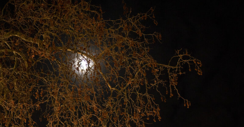 The NS Poem: marsh fever - New Statesman