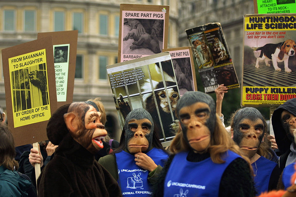 Animal testing protest ban ruffles backbench feathers - New Statesman